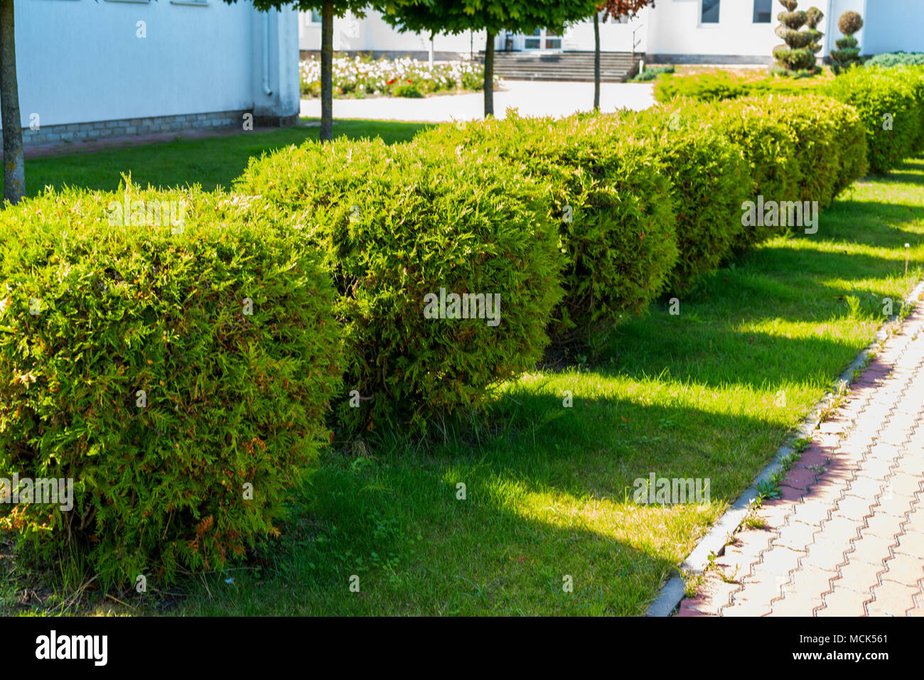 geometrically trimmed shrubs in landscape design Stock Photo - Alamy