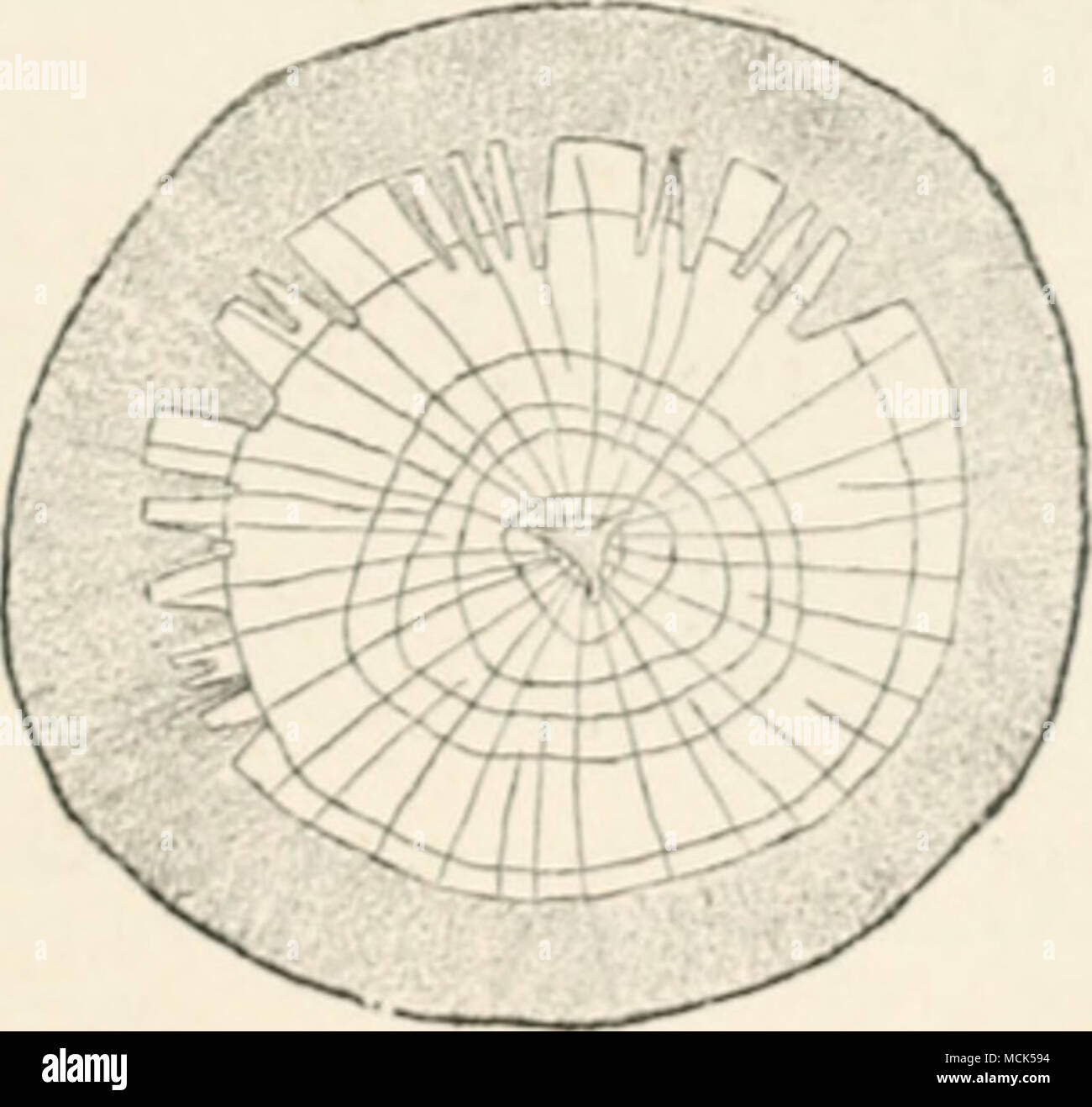 Shedding ring hi-res stock photography and images - Alamy