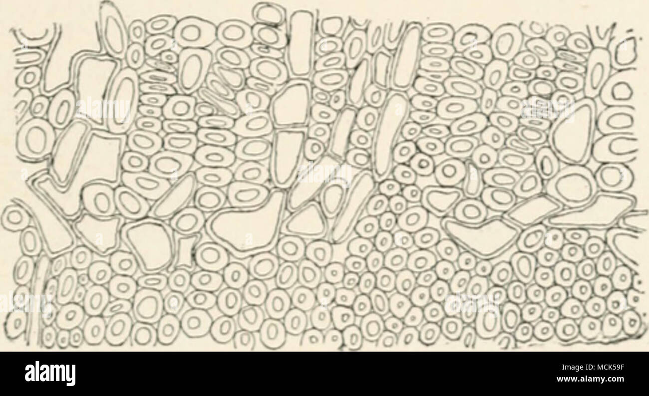 Sclerenchyma Tissue Under Microscope