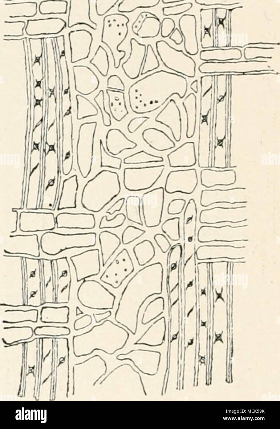 Medullary rays hi-res stock photography and images - Alamy