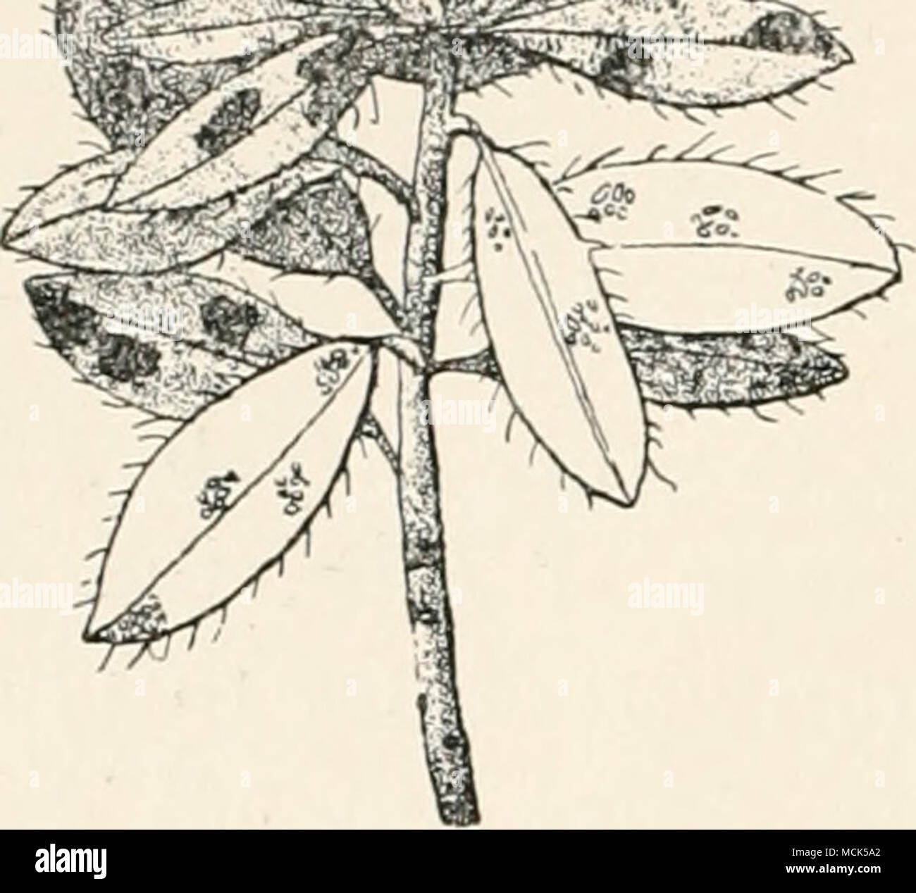 . Fig. 209.—Clu-ymmyoM rhndndendri. Twig of Rhododendron hirsv.tinn ...