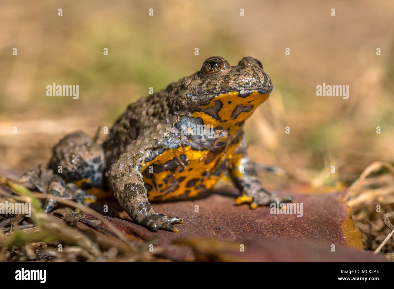 Yellow-bellied toad (Bombina variegata) in grass with blurred ...