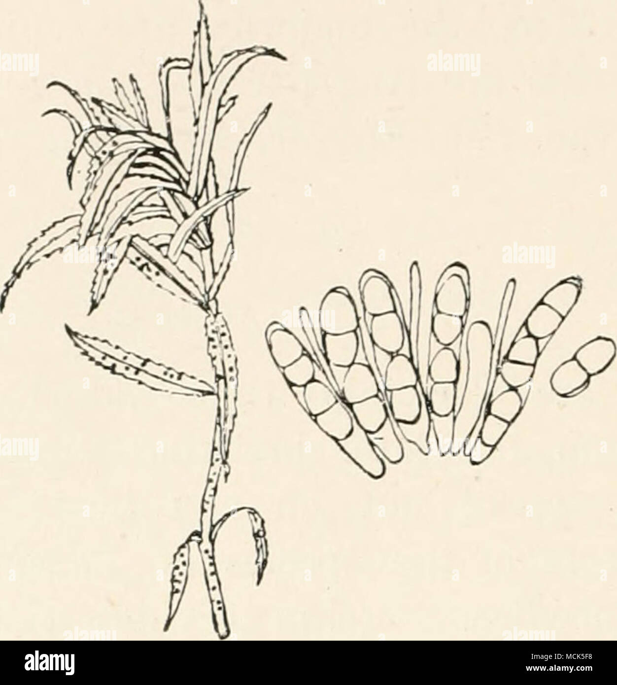 Club Shaped Leaves High Resolution Stock Photography and Images - Alamy