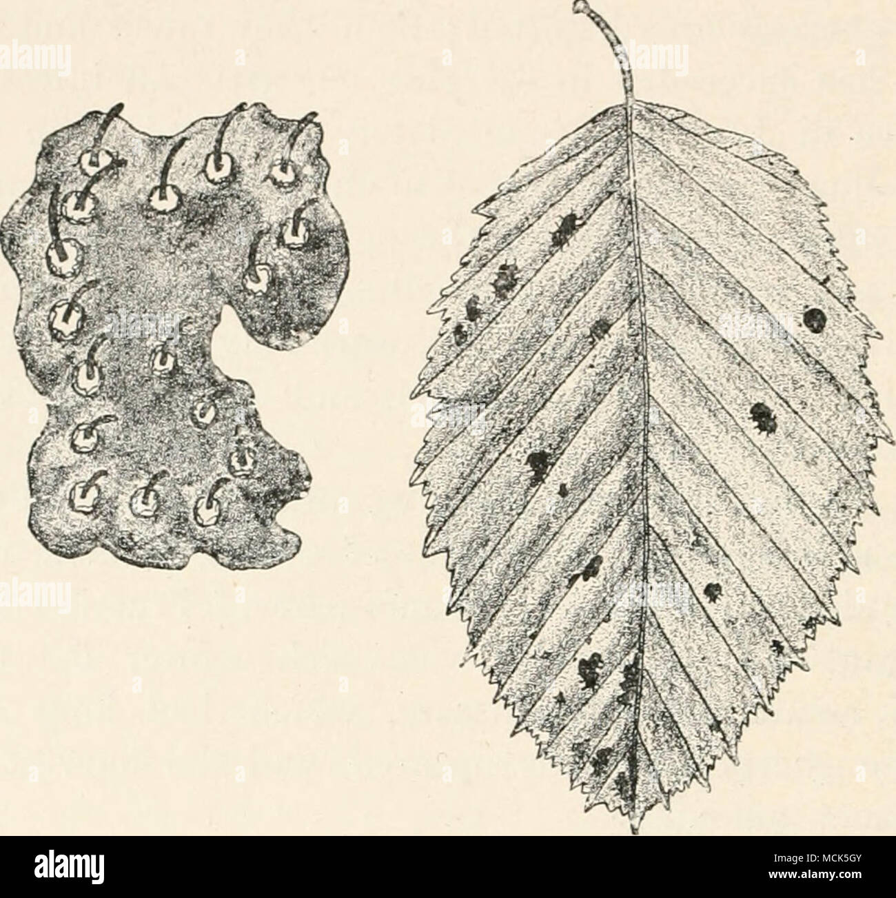 . Fio. 108.—Mamiana fimhriata on Carpinus Bclulas. Leaf of Hornbeam ...