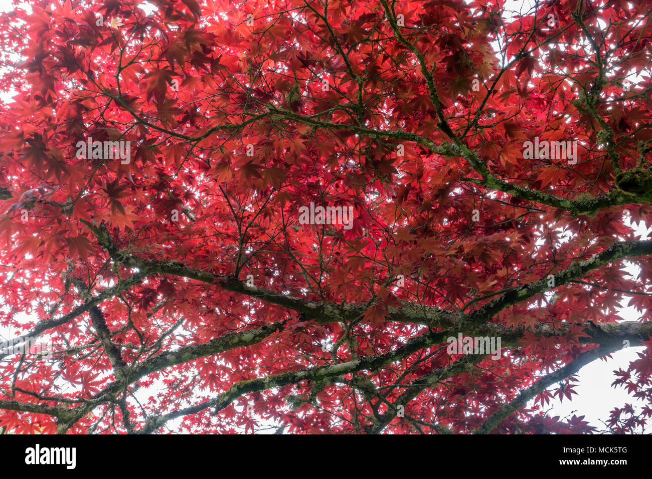 Acer Tree colourful red leaves Stock Photo - Alamy