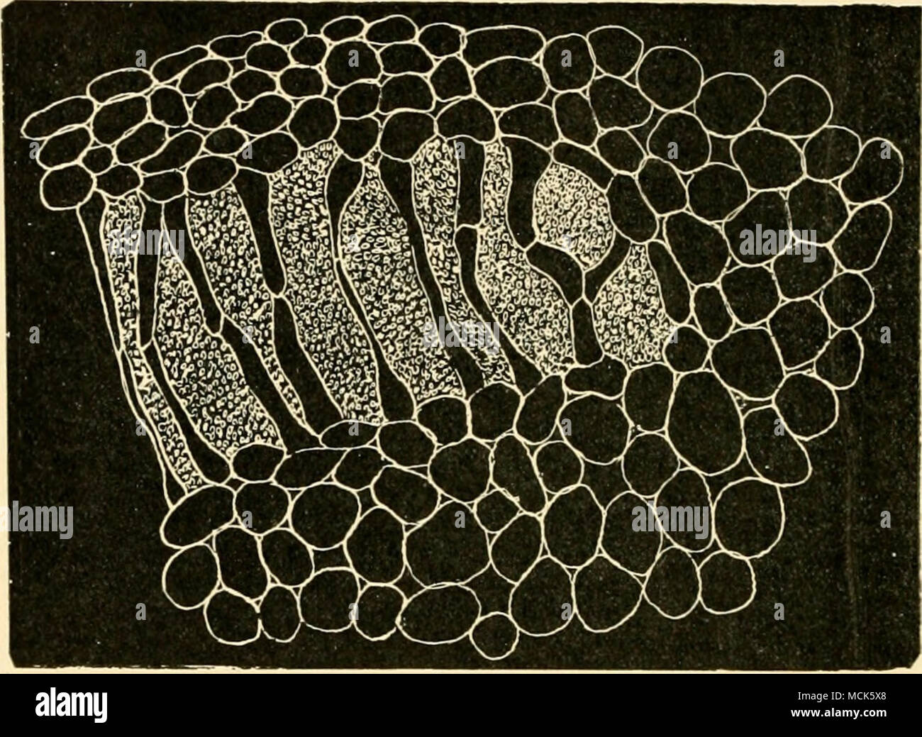 Nostoc structure hi-res stock photography and images - Alamy