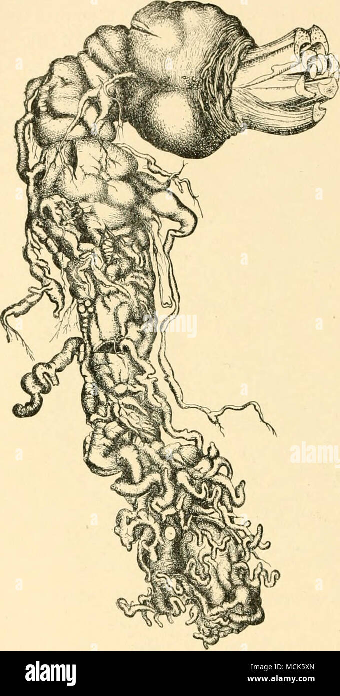 . Fig. 3].6.—Plas7nodiophora brax.fiaK. Effects an Turnip grown in ...