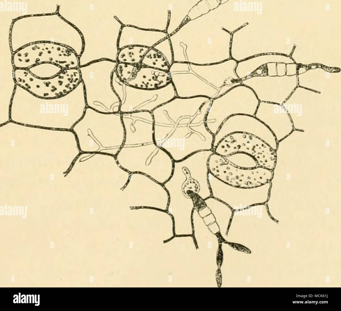 Spore forming hi-res stock photography and images - Alamy