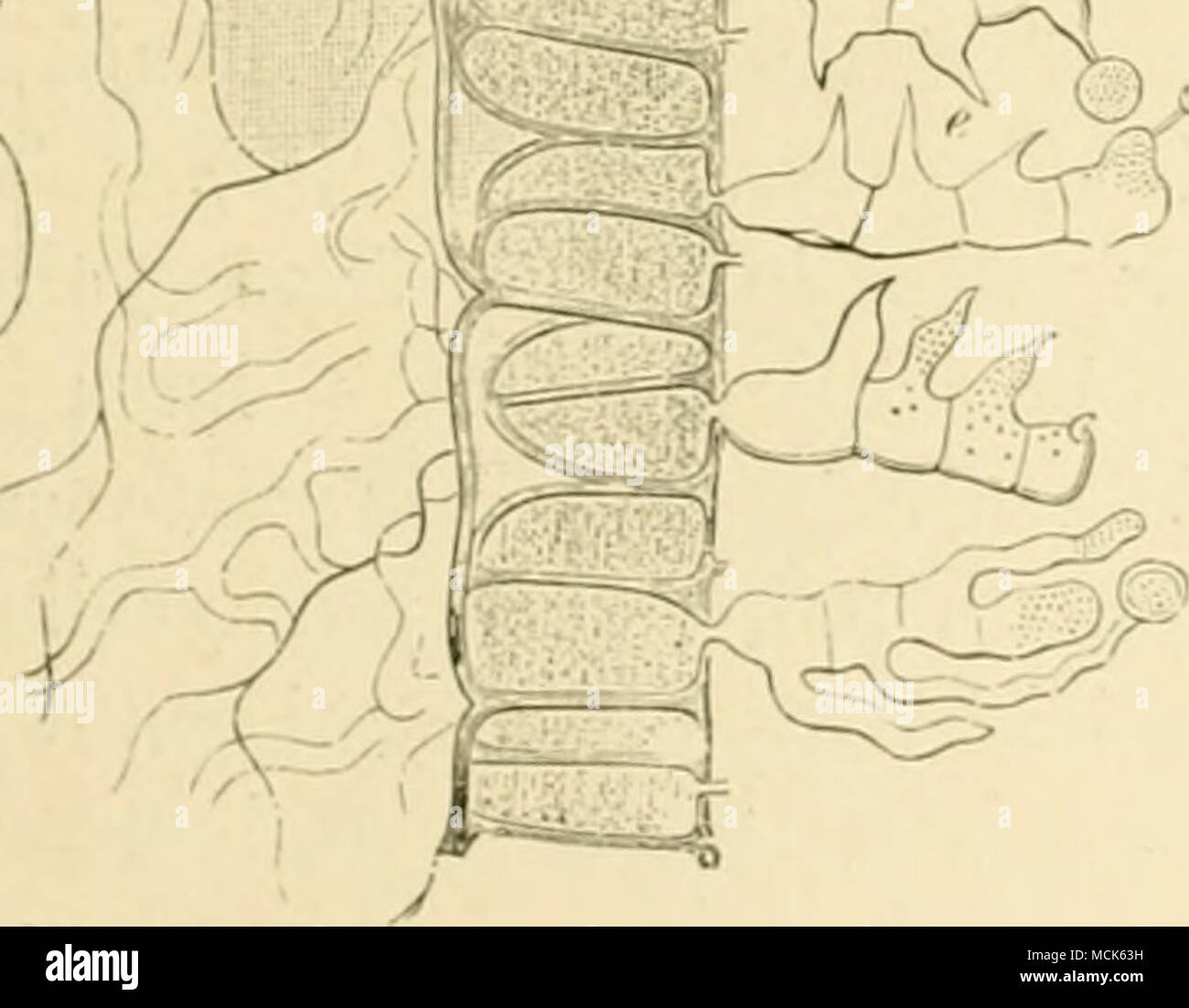 Sterigmata hi-res stock photography and images - Alamy