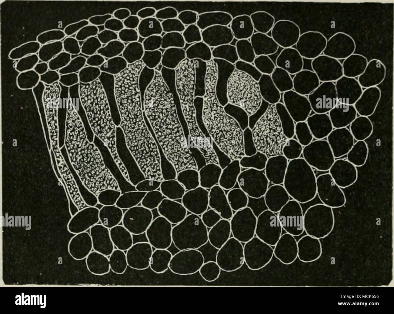 Transverse section of a root hi-res stock photography and images - Alamy