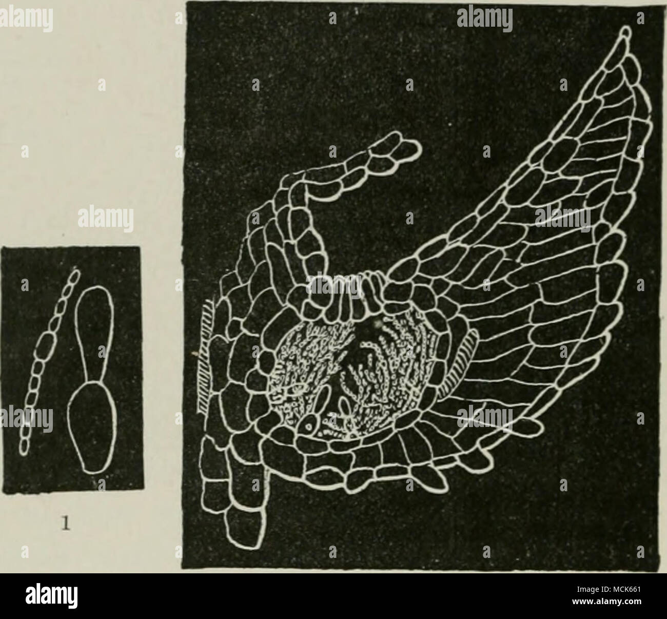 Anabaena azollae hi-res stock photography and images - Alamy