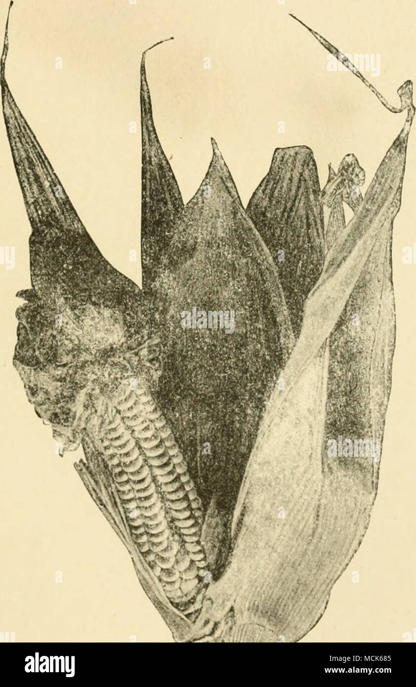 Basidium hi-res stock photography and images - Alamy