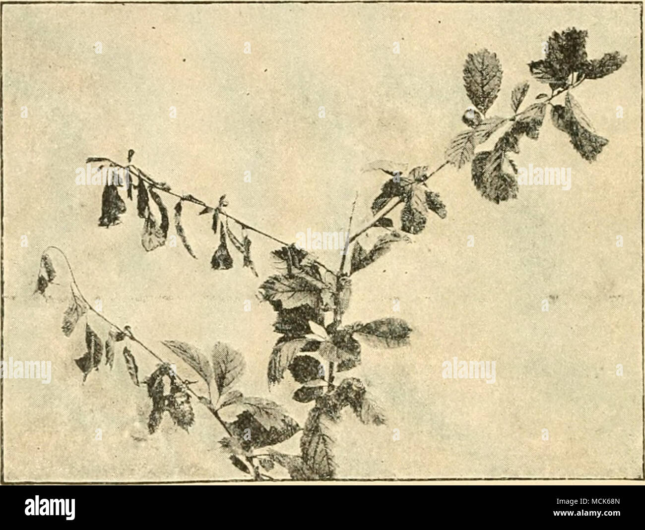 Botrytis cinerea vine hi-res stock photography and images - Alamy