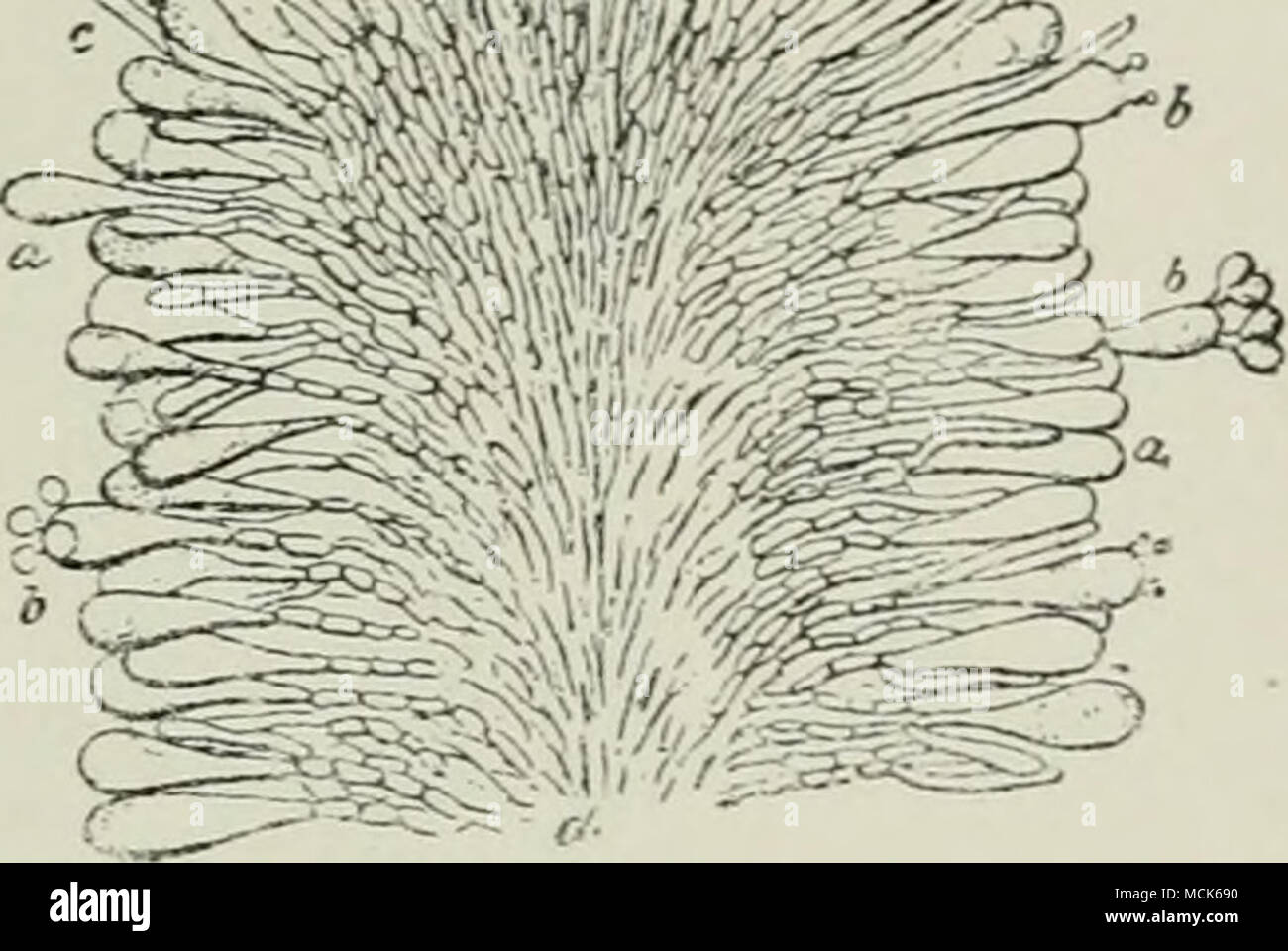 Mycelial thread hi-res stock photography and images - Alamy