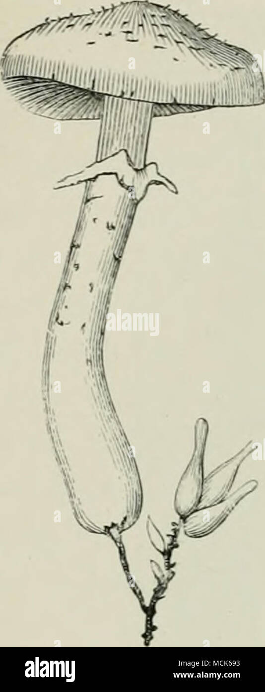 Rhizomorph hi-res stock photography and images - Alamy