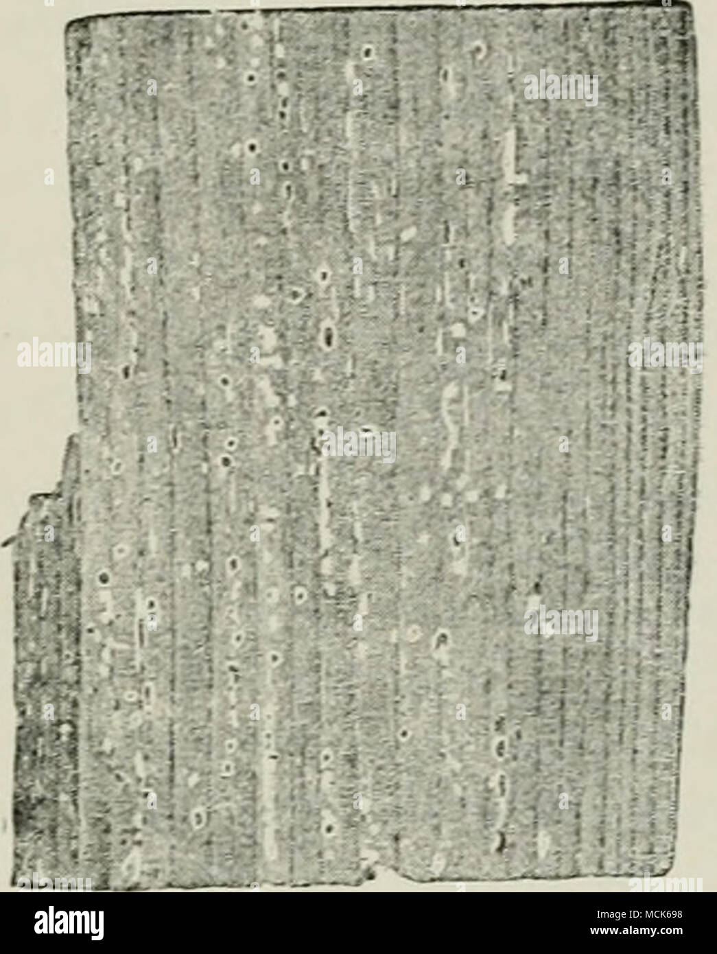 Mycelium tree roots hi-res stock photography and images - Alamy