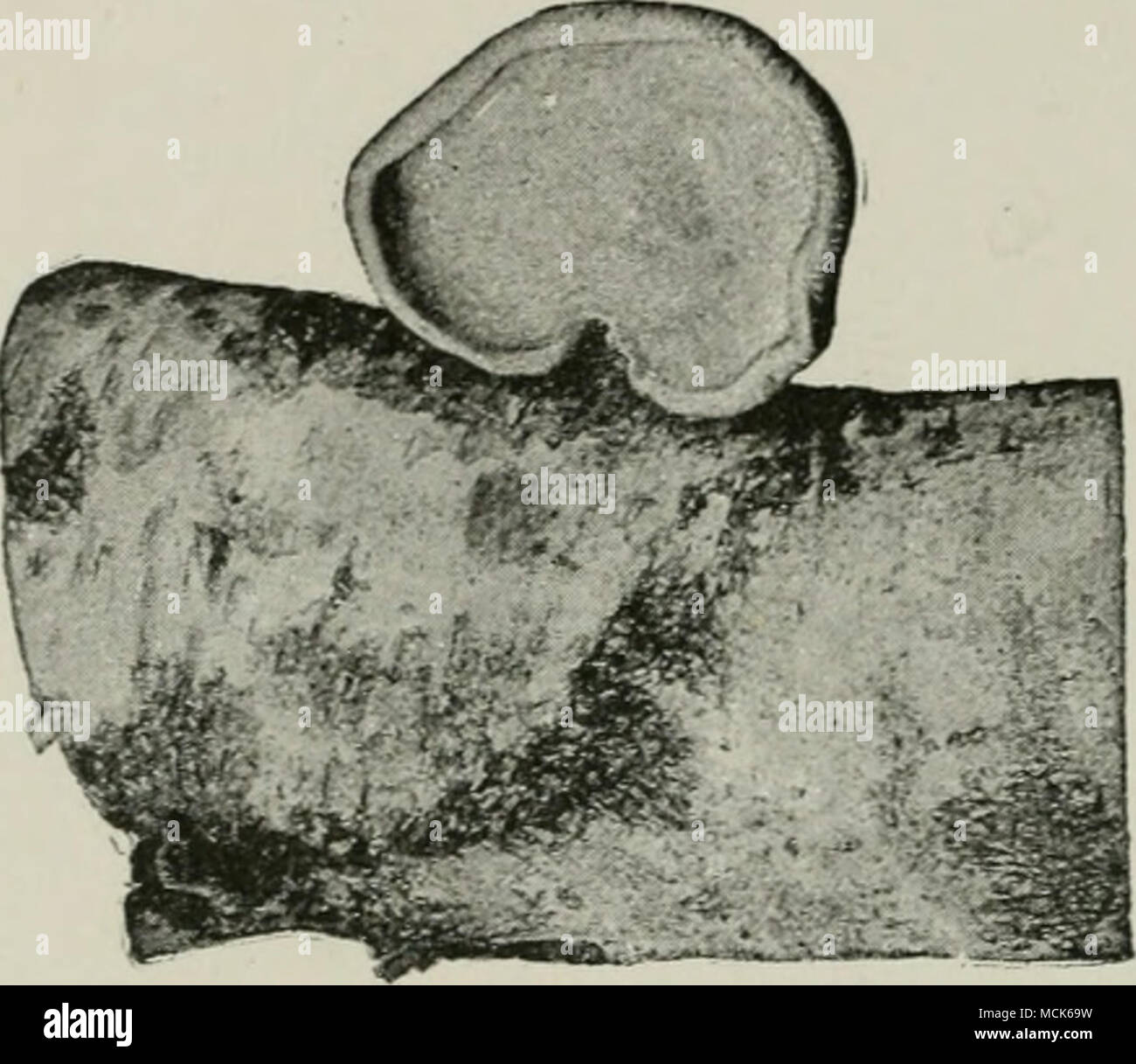 . Fig. 2"S.— Polyporus betulinus on Betula verrv.cosa. The sporophore ...