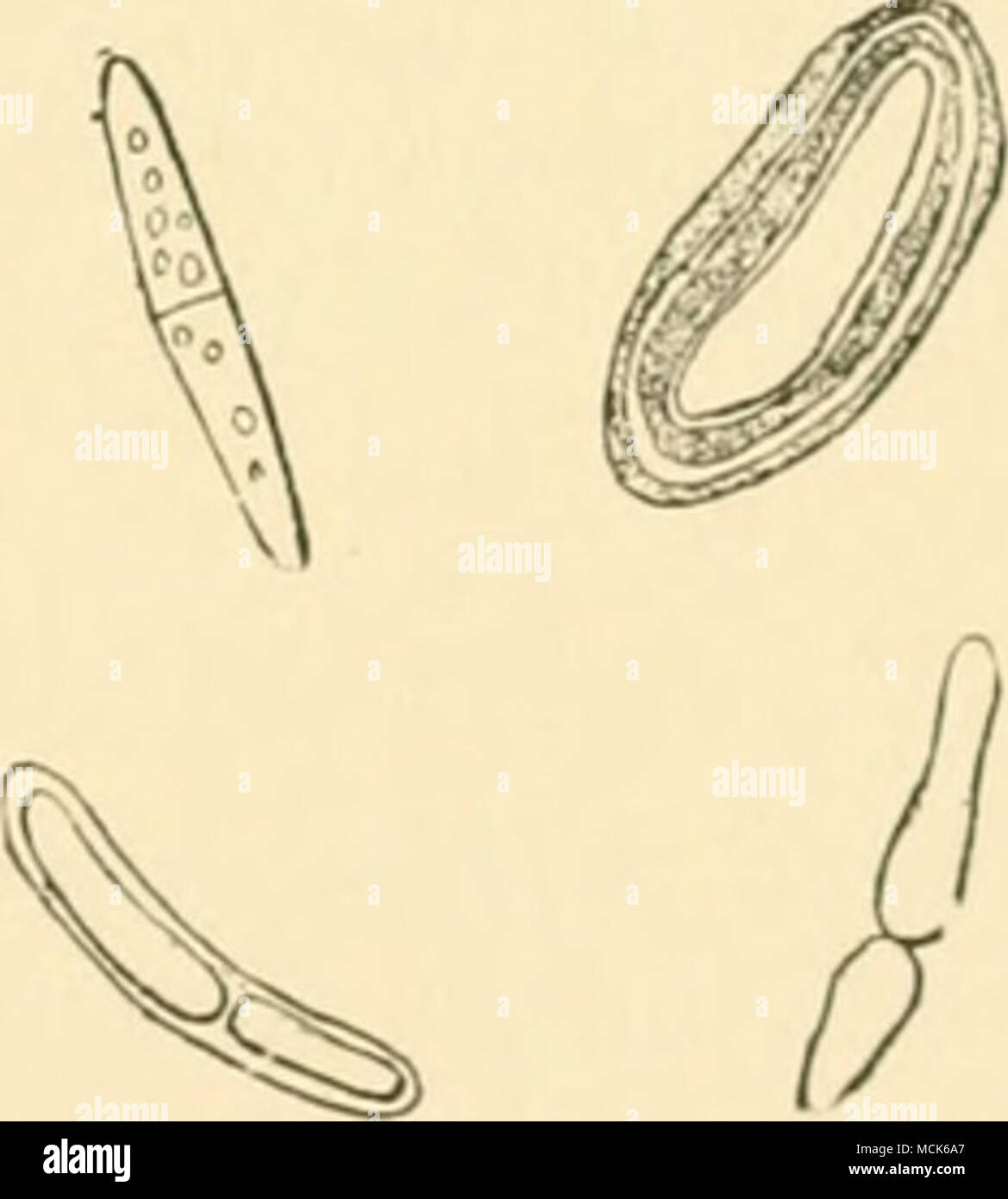 Hypoderma hi-res stock photography and images - Alamy