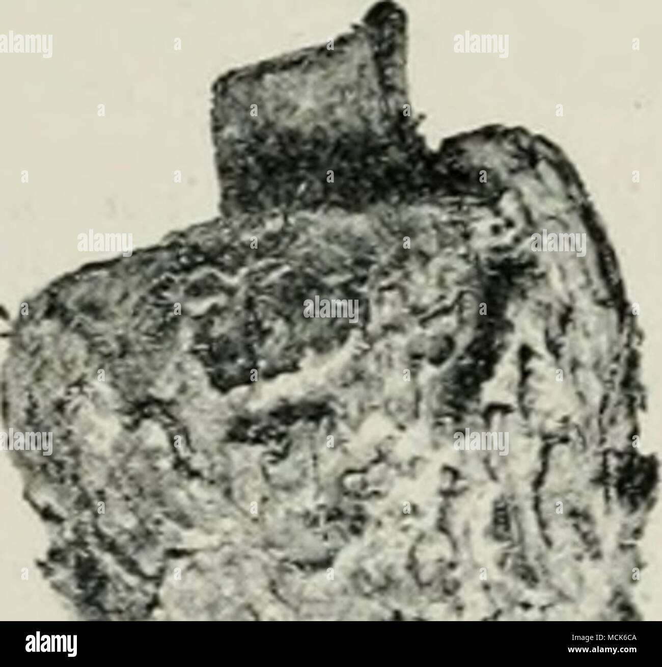 Piav hi-res stock photography and images - Alamy