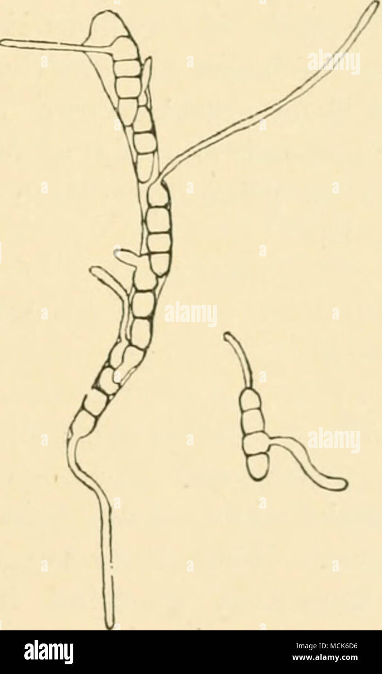 Forst sweden hi-res stock photography and images - Alamy