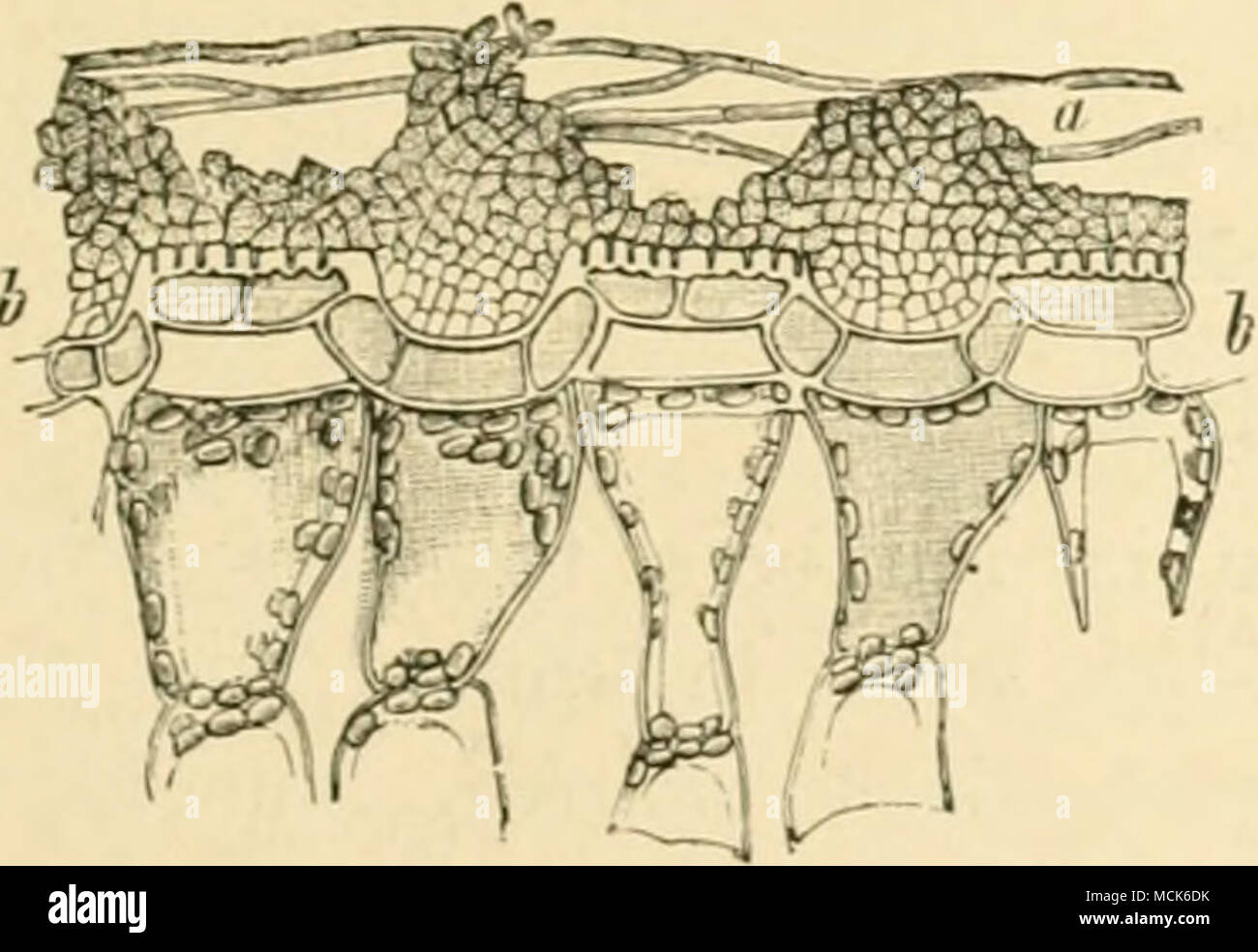 . Fifi. 90.—Herpotrichia nifira. a, hyphae weav- ing ii granular ...