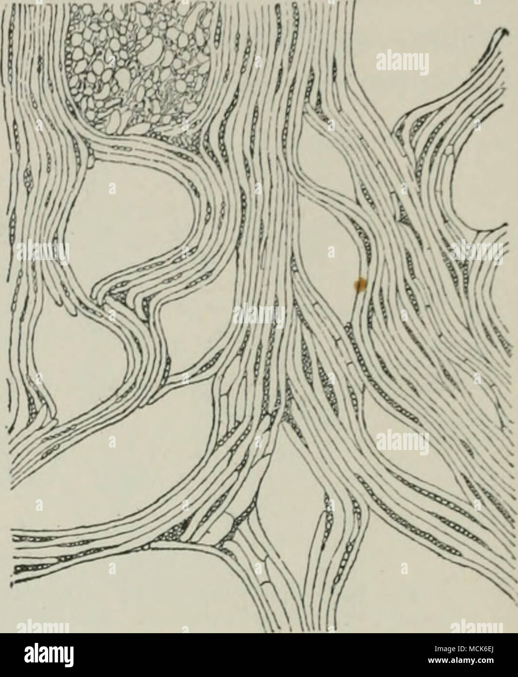 Tangential section hi-res stock photography and images - Alamy