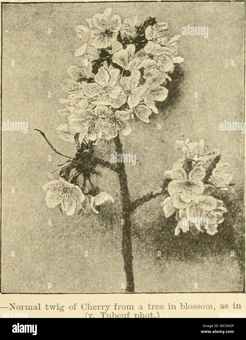Cherry blossom lowering hi-res stock photography and images - Alamy