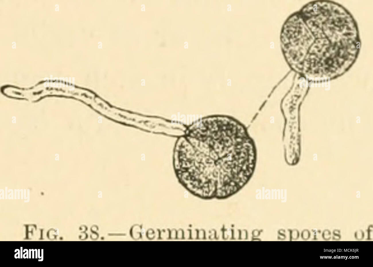 . CYSTOPUS. 127 observed on Cfqjsella may be summarized here: the ...