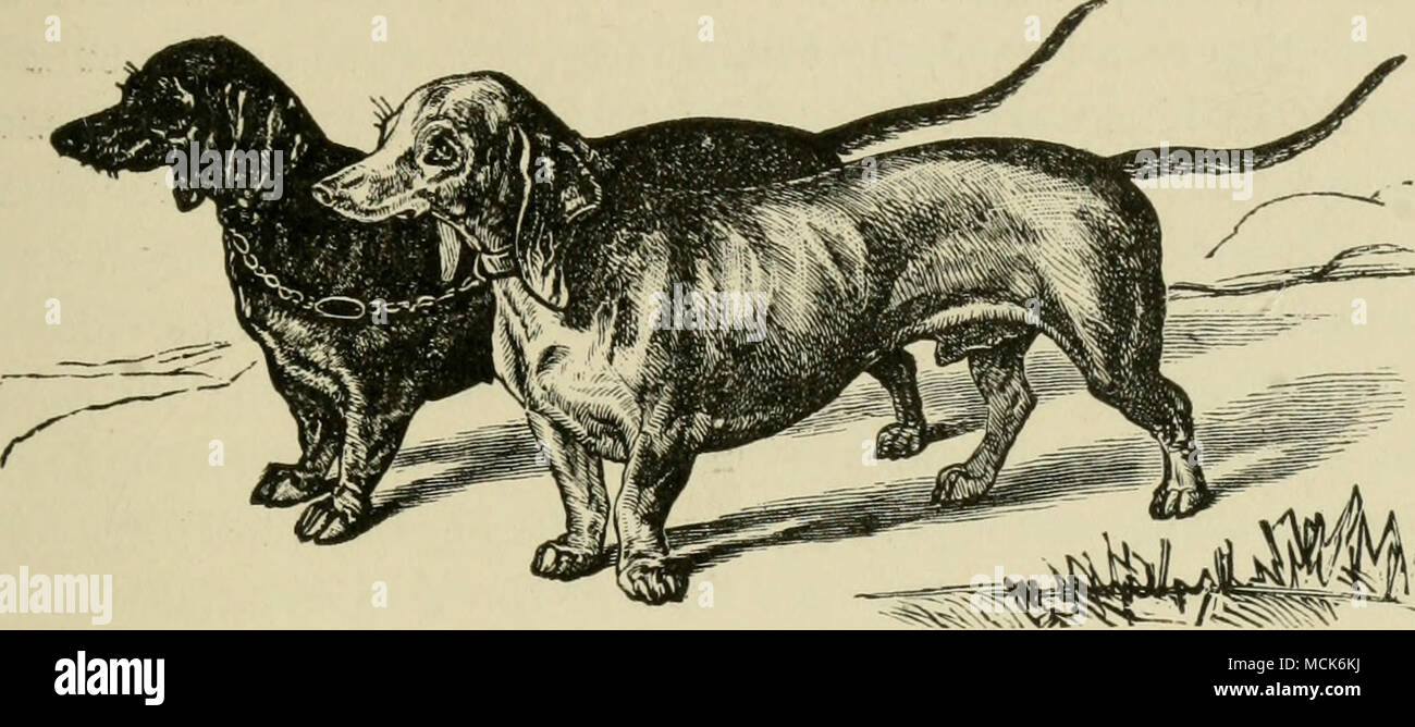 German badger dog hi-res stock photography and images - Alamy