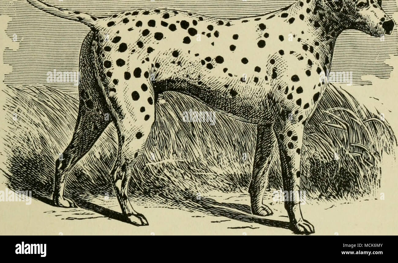 . Fig. 17.—DALMATIAN DOG, CAPTAIN. THE DALMATIAN AND DANISH DOGS. The ...