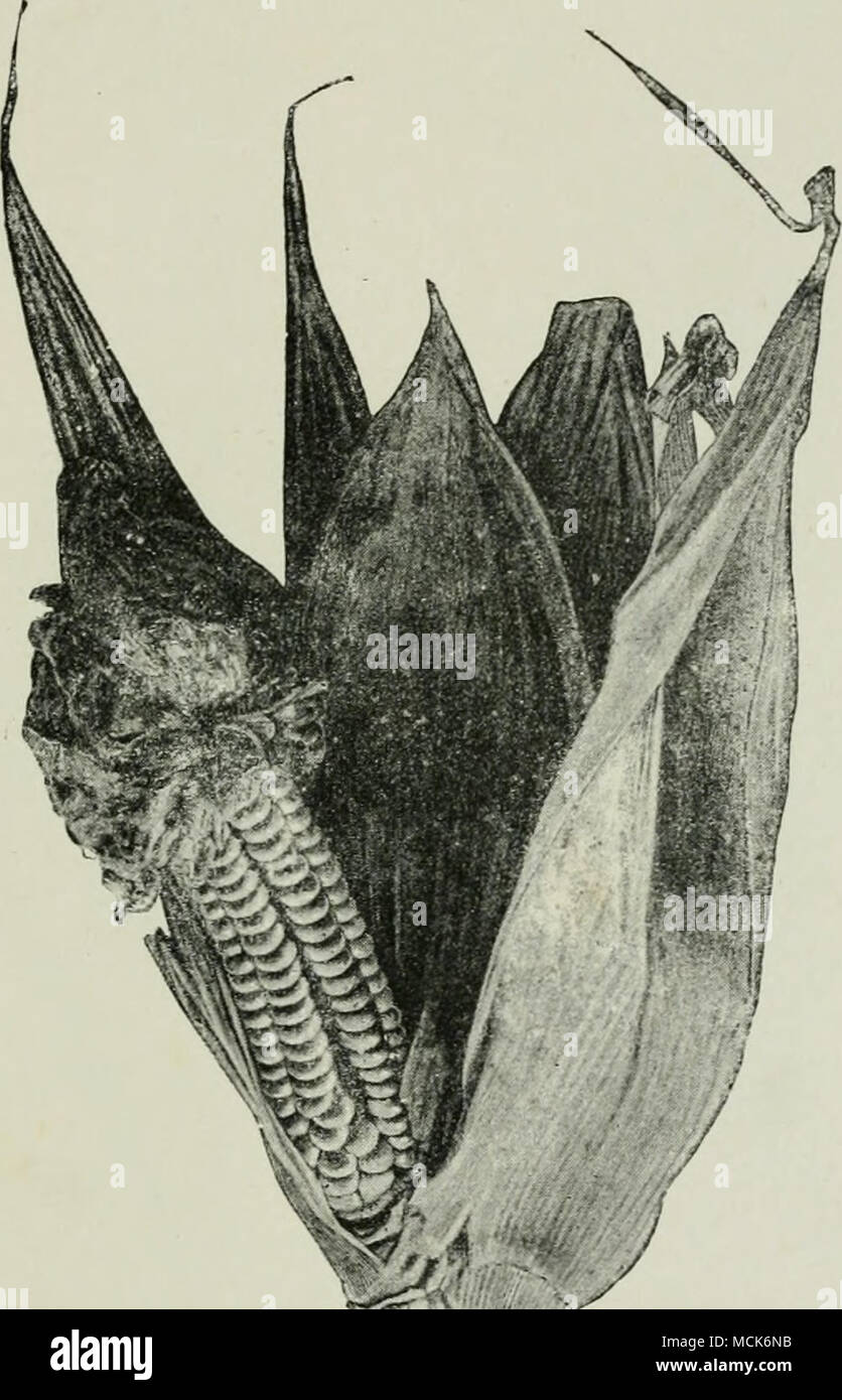 Basidium hi-res stock photography and images - Alamy