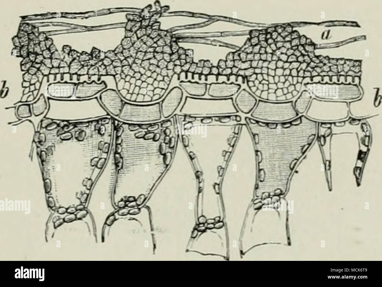 . Fig. 90.—HerpotricMo. nigra, a, hyphae weav- ing a granular mycelium ...