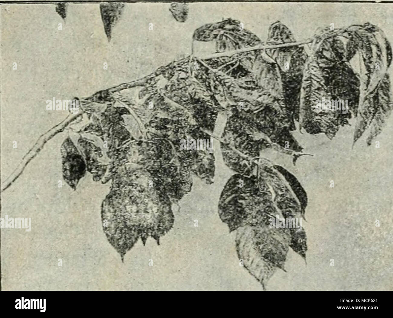 Medullary rays hi-res stock photography and images - Alamy