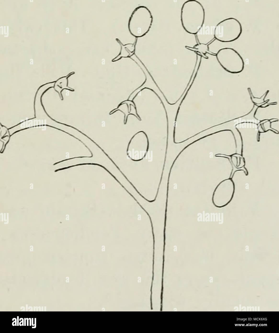 . Fig. i2.—Bremia lo.ctucac. (v. Tubeuf del Stock Photo - Alamy