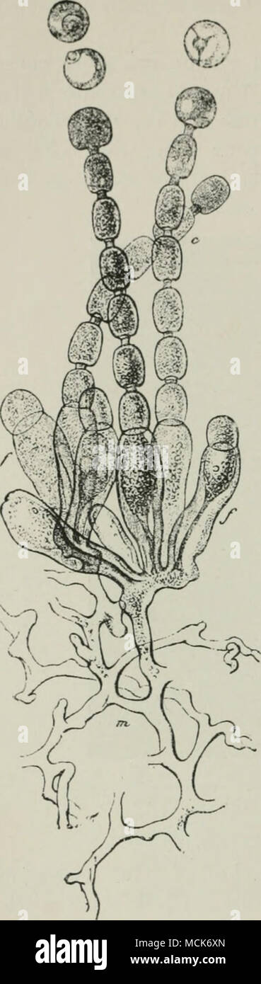 Basidia cells hi-res stock photography and images - Alamy