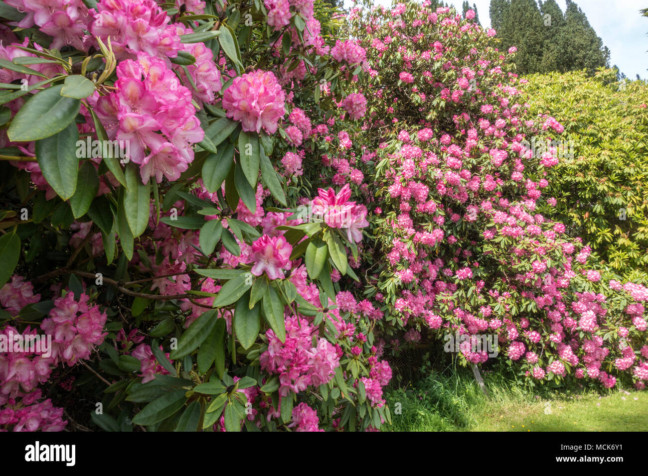 Rhododendron pink flowers large shrub Stock Photo - Alamy