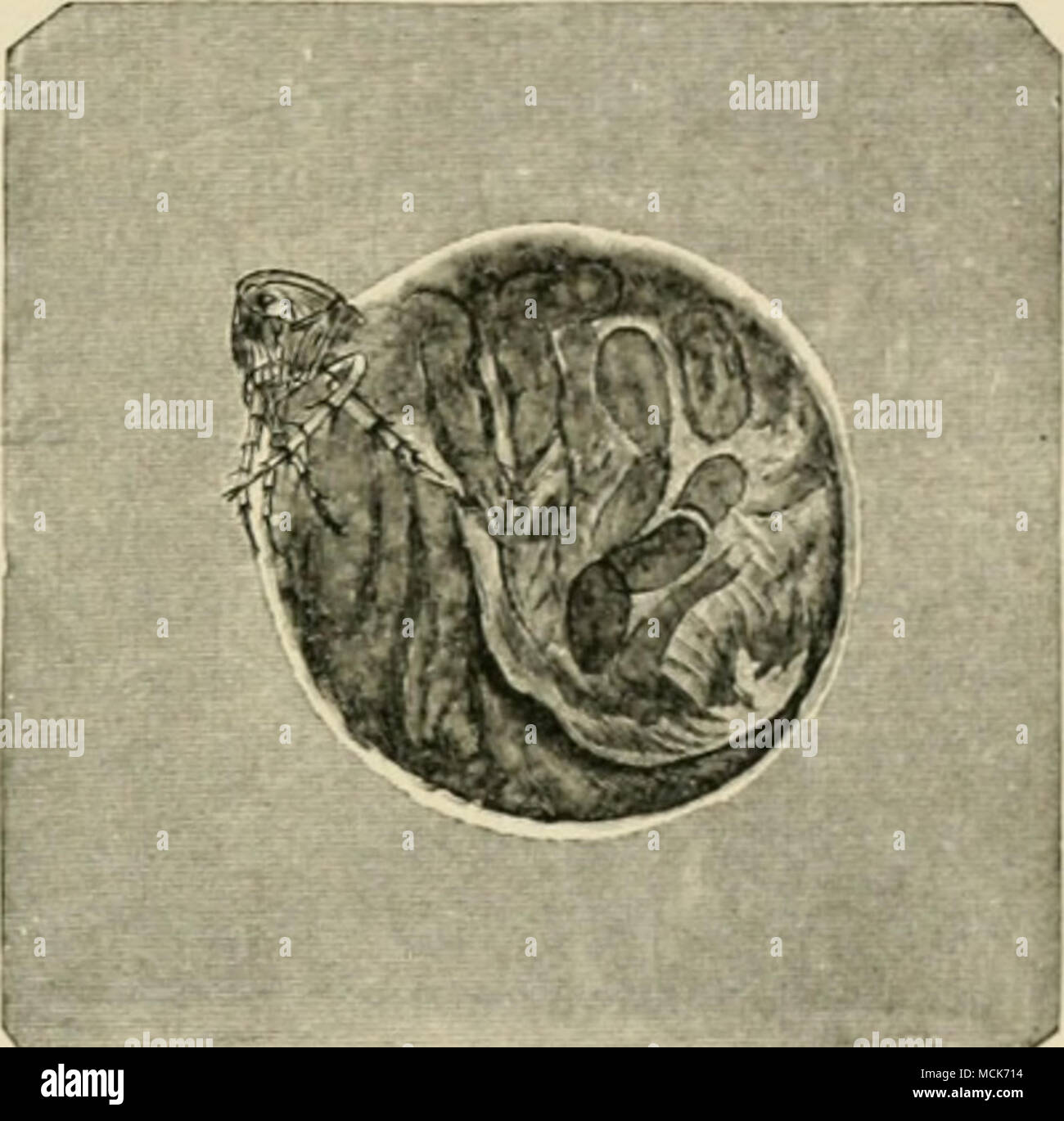 Sarcopsylla hi-res stock photography and images - Alamy