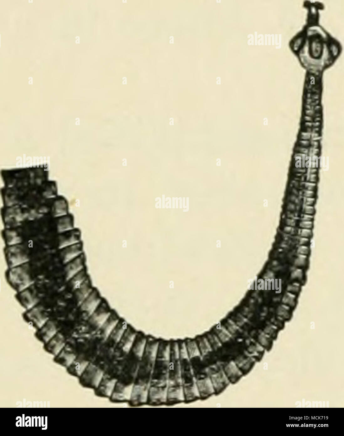 . Fig. 46. — Hymeno- lepis Lanceolata, Bloch. Enlarged about t wenty ...