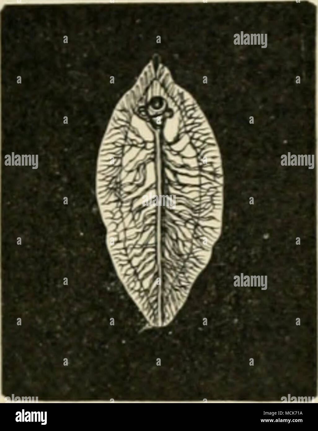 Liver Fluke Egg High Resolution Stock Photography and Images - Alamy