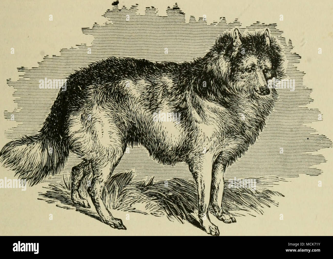. Fig. 5,—THE HABK-INDIAN DOG. THE HARE-INDIAN DOG. The Hare-Indian dog ...