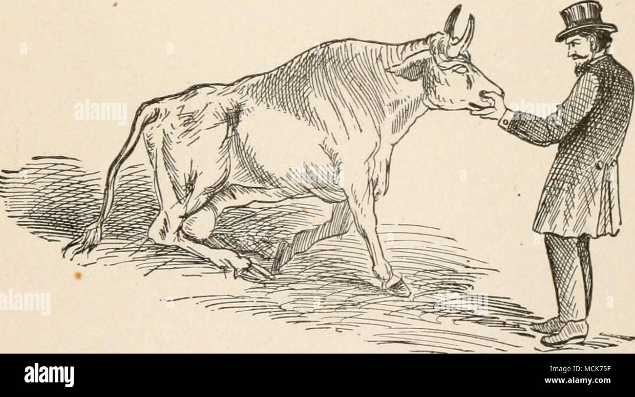 . POSITIONS ASSUMED BY CATTLE IN DISEASE Stock Photo - Alamy