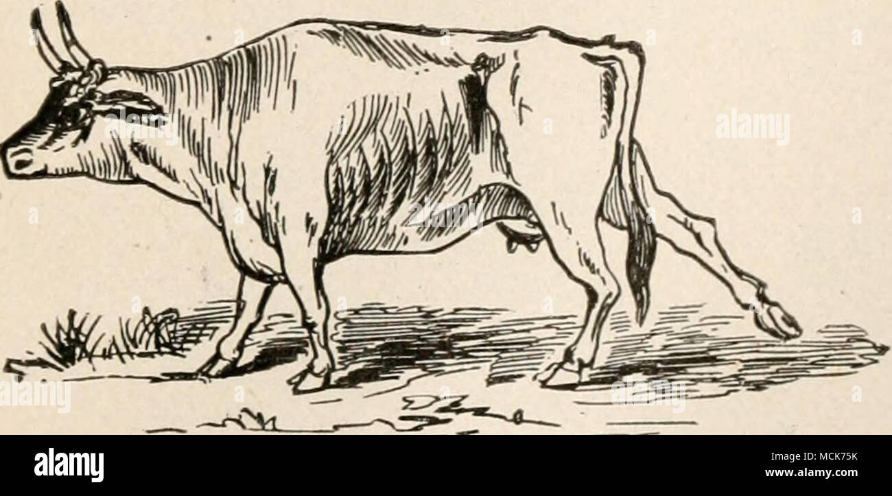. POSITIONS ASSUMED BY CATTLE IN DISEASE Stock Photo - Alamy