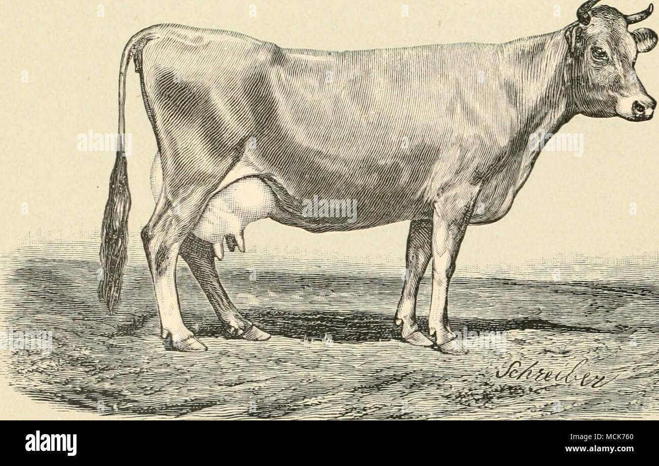 Cow breeds 19th century hi-res stock photography and images - Alamy