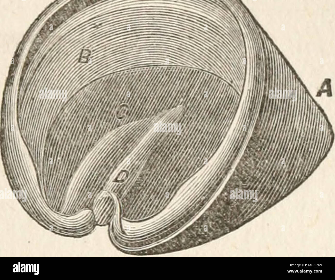 Horse hoof diagram hi-res stock photography and images - Alamy