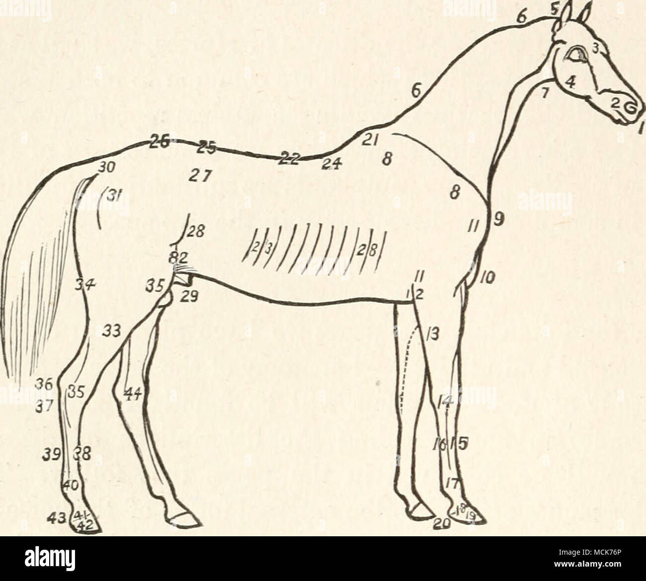 . FIG. 19.—EXTERNAL ANATOMY OF THE HOESB* 1. Muzzle. 23. Kibs. 2 ...