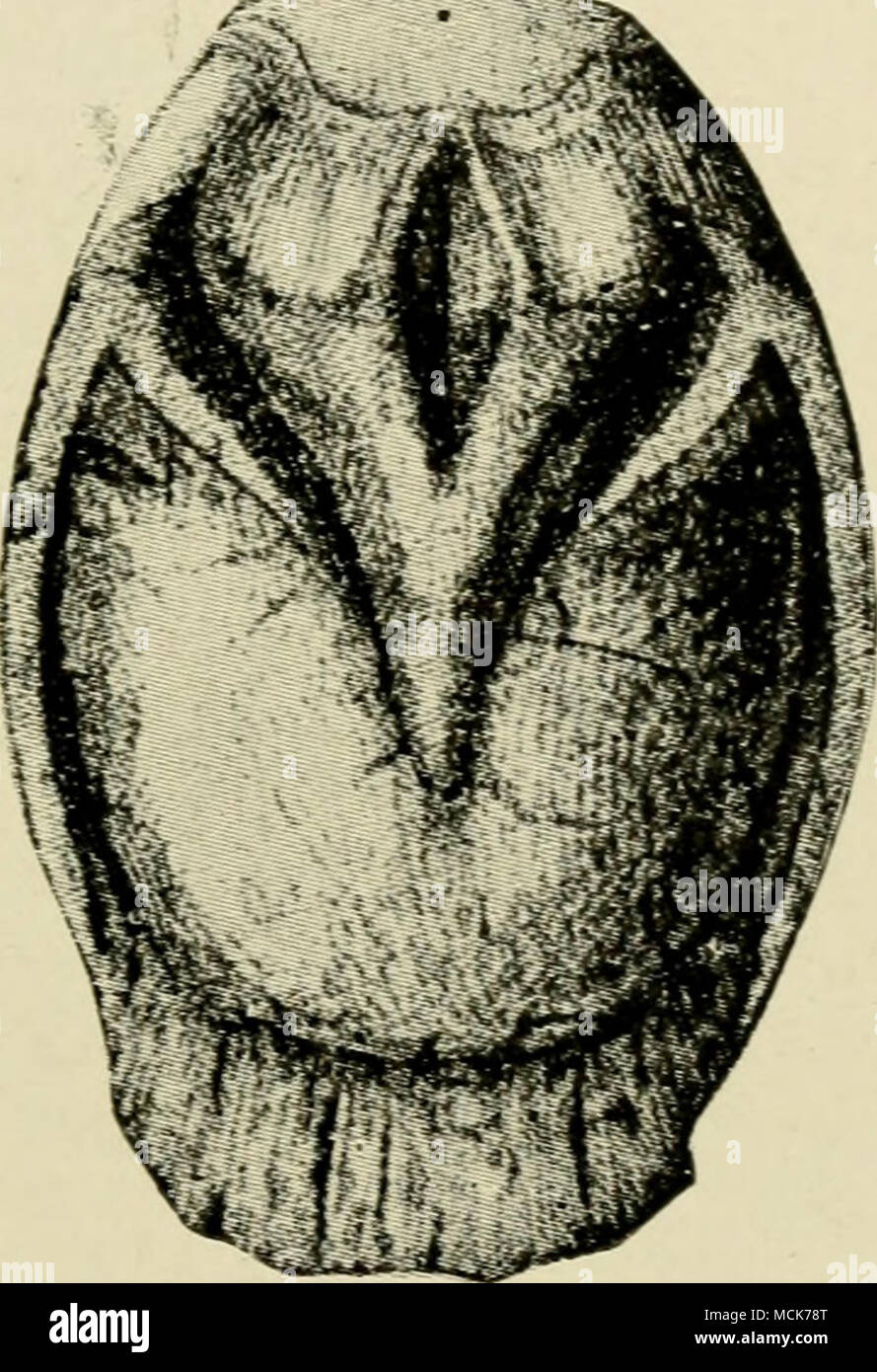 . Fig. 123.—Solar Aspect of Foot with Chronic Laminitis, show- ing its ...