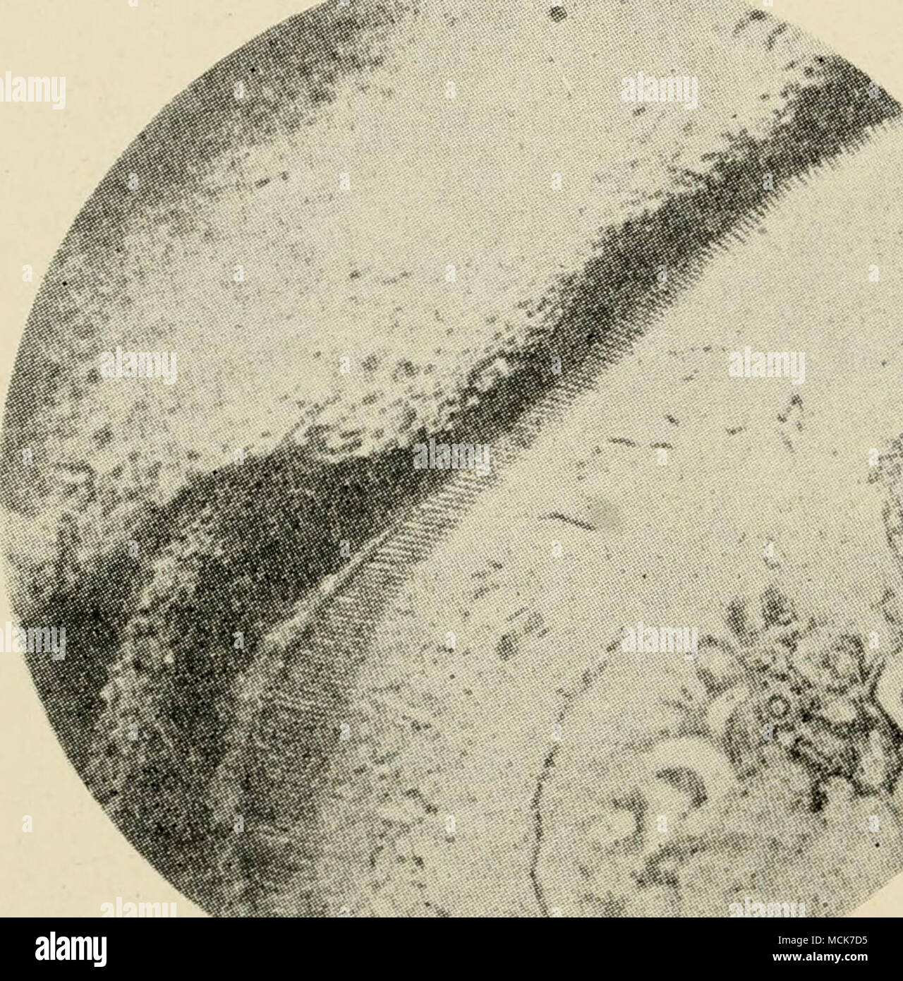 . 3* Fig. 28.—Section from Calf Embryo. The epithelial ingrowths hang ...
