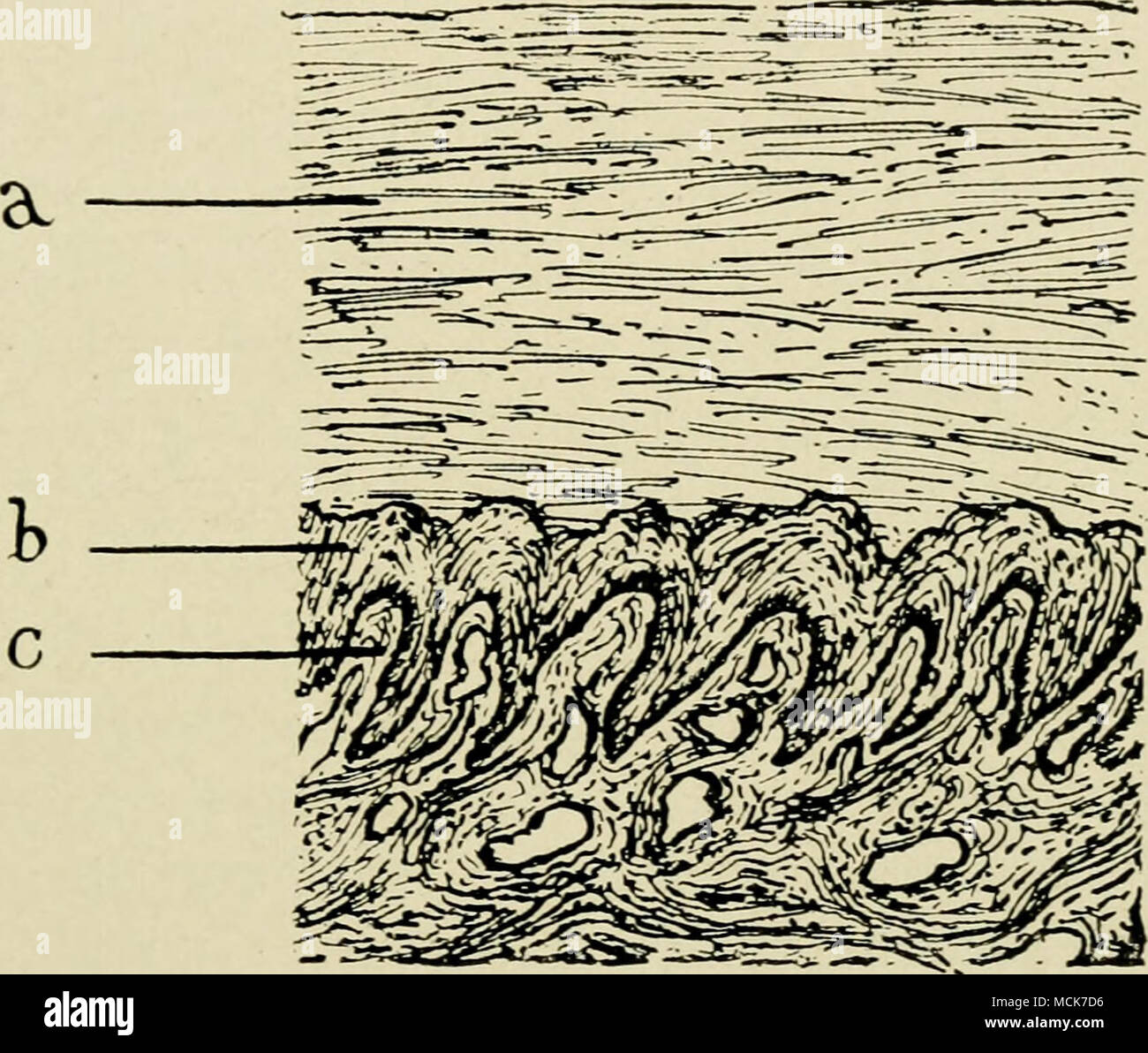 . Fig. 25.—Longitudinal Section through Nail and Nail-bed of a Human ...