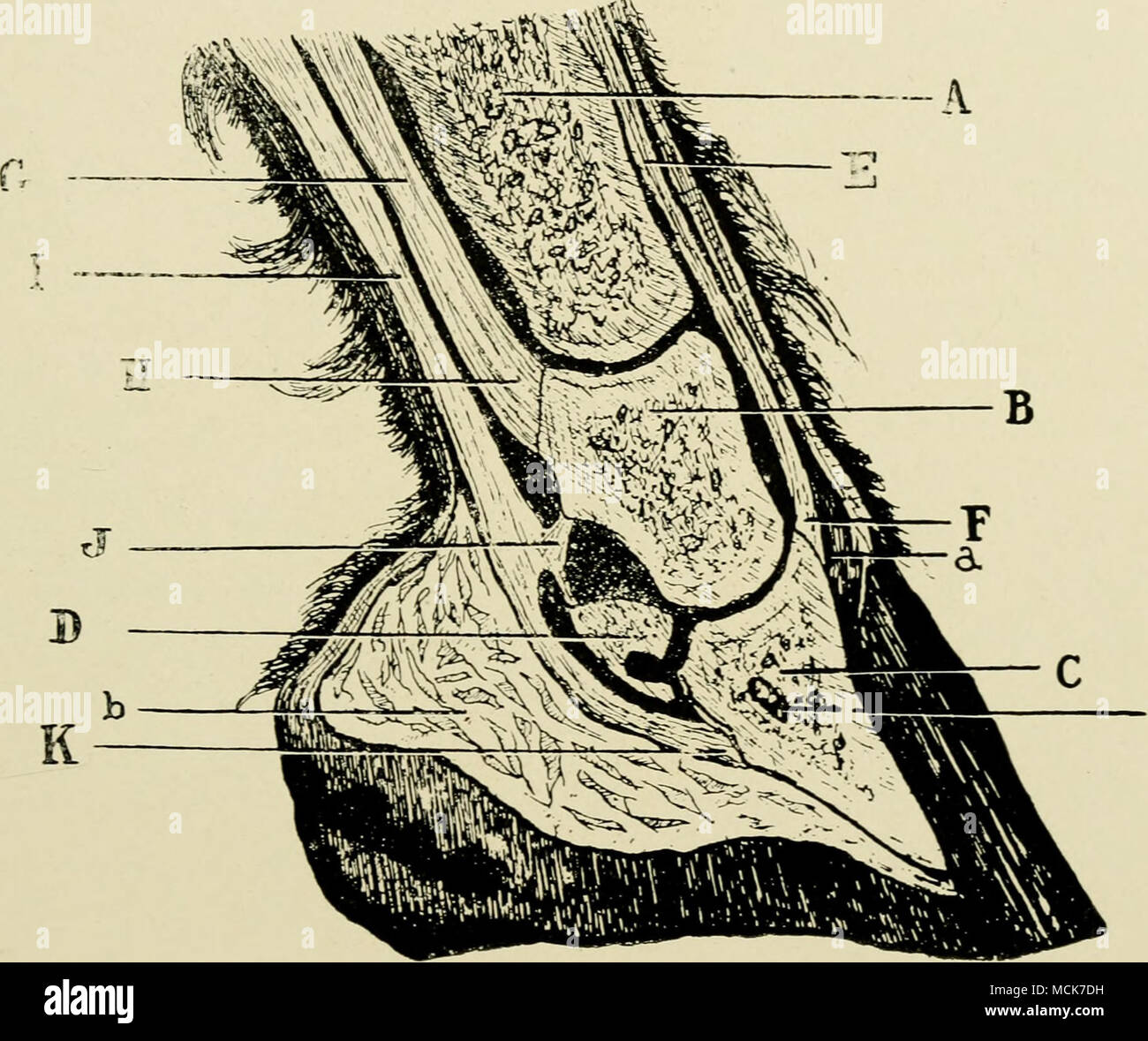 . Fig. 13.—Median Section of Foot. A, Os suffraginis; B, os coronae; C ...
