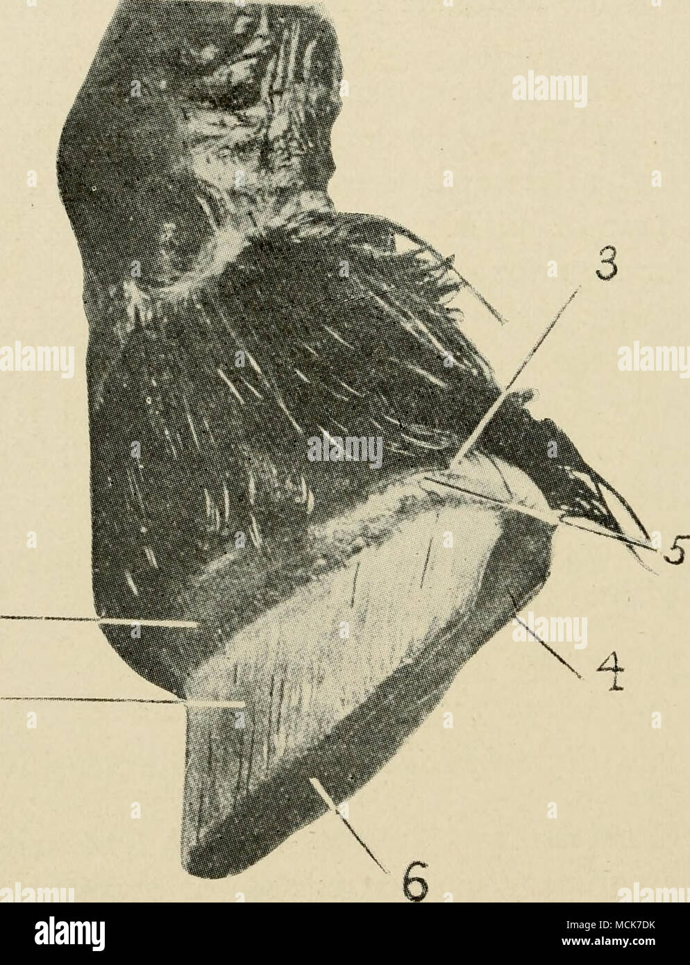 . Fig. 17.—The Keratogenous Membrane (Viewed from the Side). (The Hoof ...
